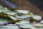 frog photos | @KellyOSullivan