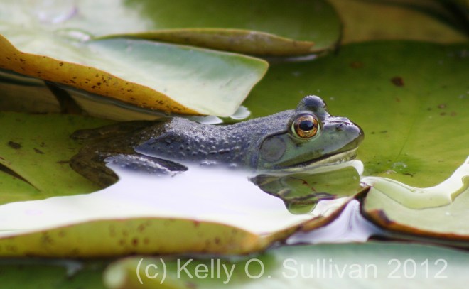 frog photos | @KellyOSullivan
